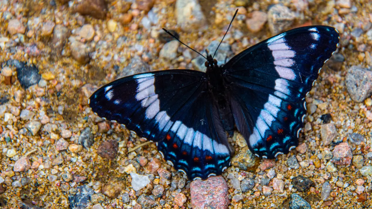 Admiral Butterfly in Canada : Best time to See & Species