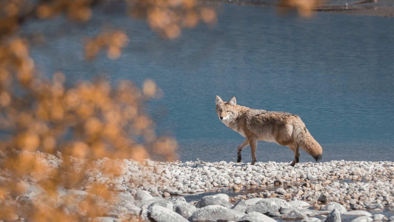Coyote in Canada: Features & Sightseeing